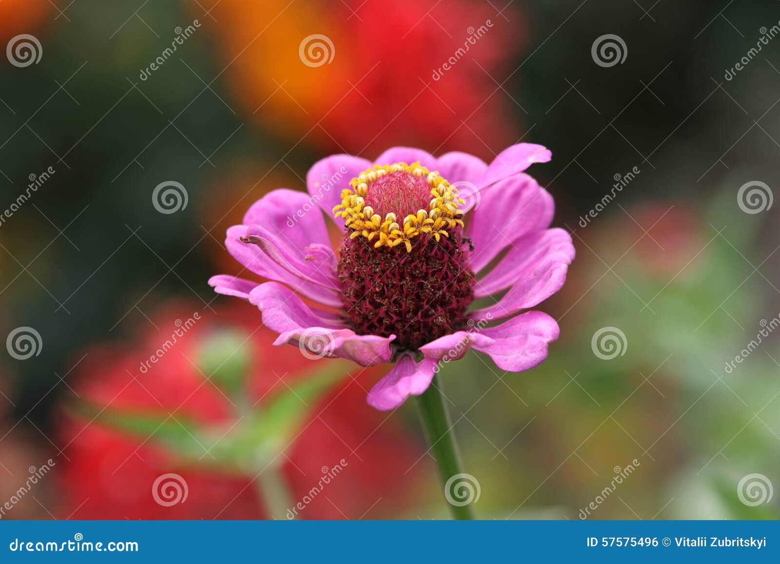 Single pink flower stock photo. Image of fading, stamen - 57575496