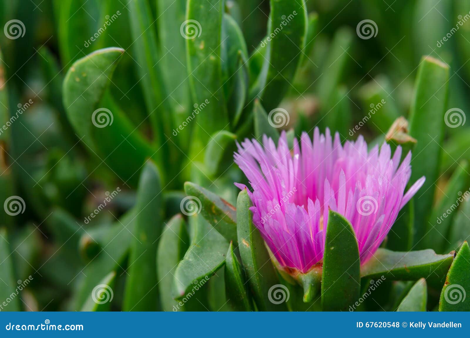 Single Pink Flower from Side Stock Photo - Image of warm, blossom: 67620548
