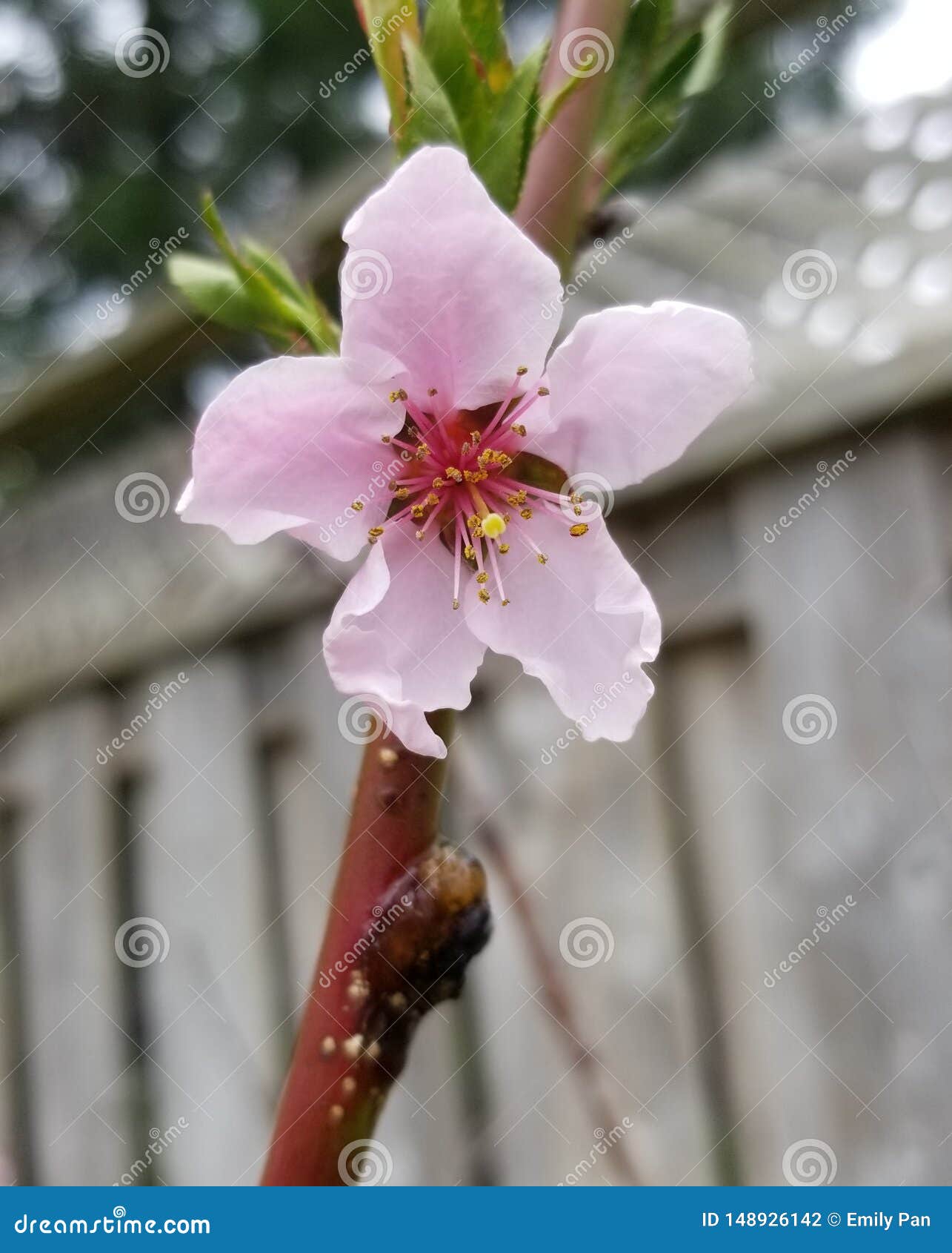 Pink Flower stock photo. Image of pink, tree, single - 148926142