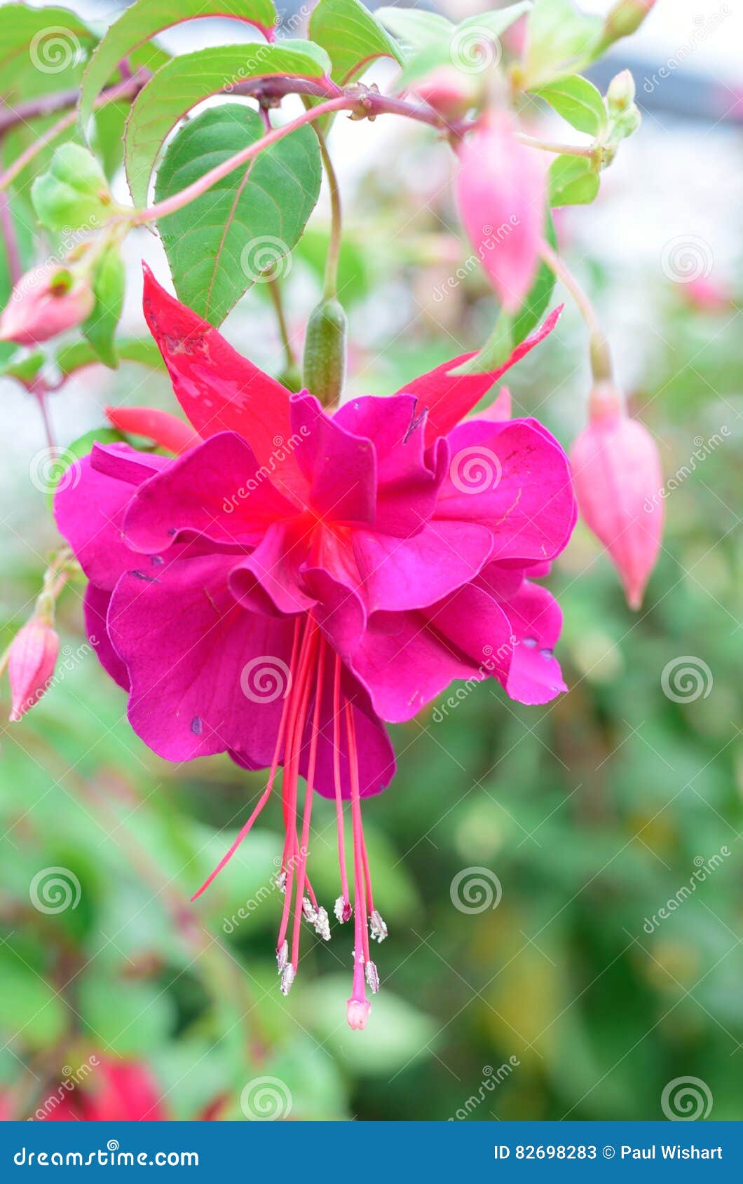 Single Pink Fuchsia Flower stock image. Image of fuchsia - 82698283