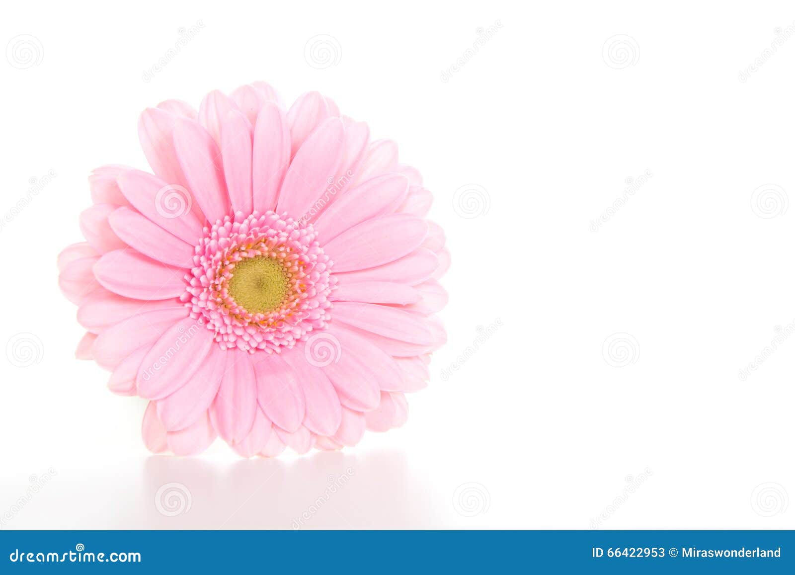 Single pink gerber daisy stock image. Image of isolated - 66422953