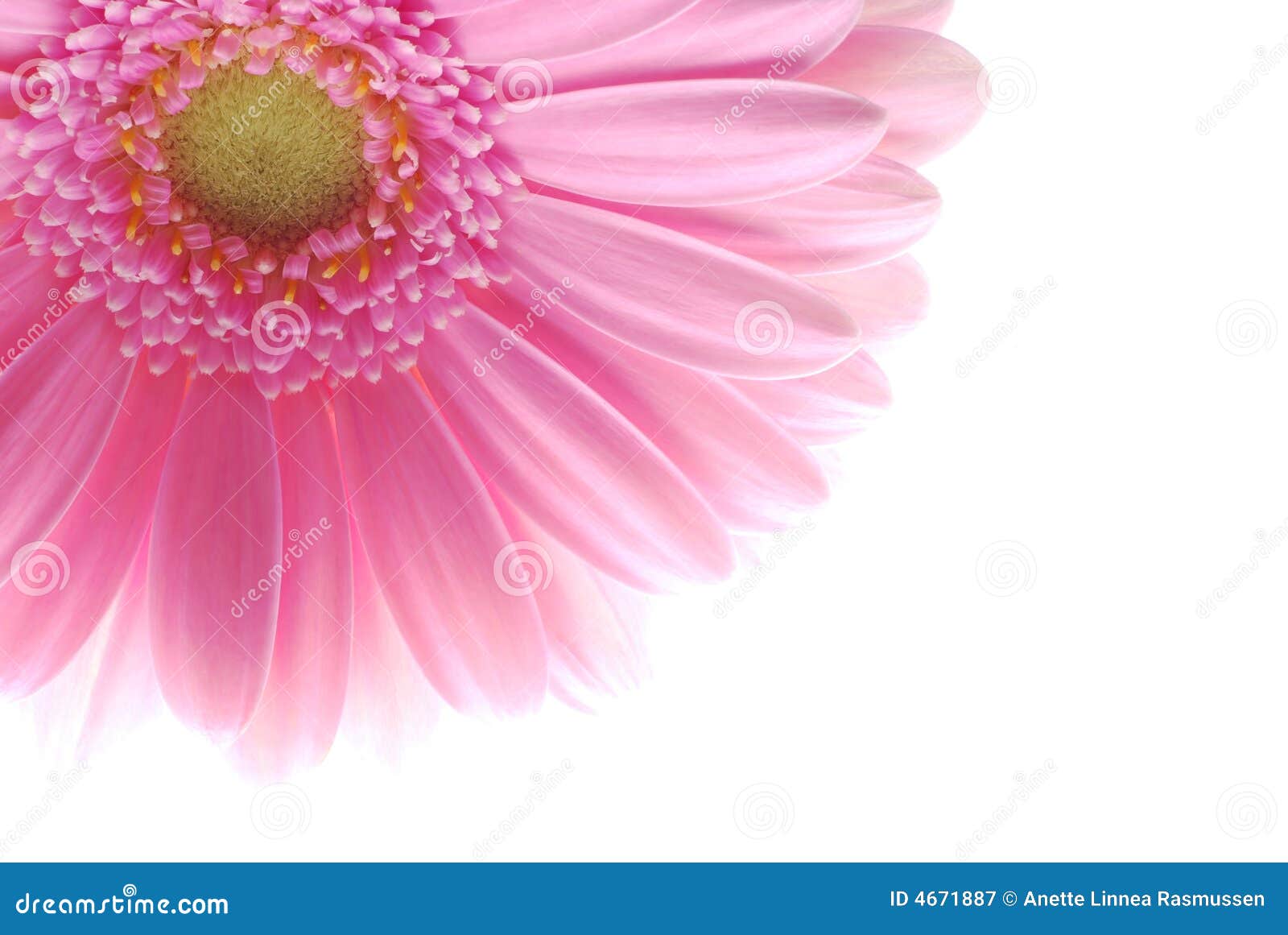 Single pink gerbera stock image. Image of petal, summer - 4671887