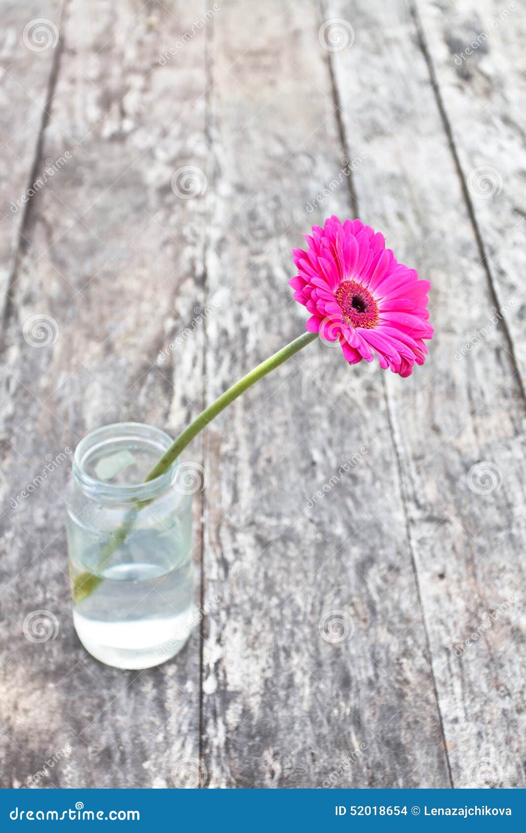 Single Pink Gerbera Flower in the Clear Glass Jar Stock Photo - Image ...
