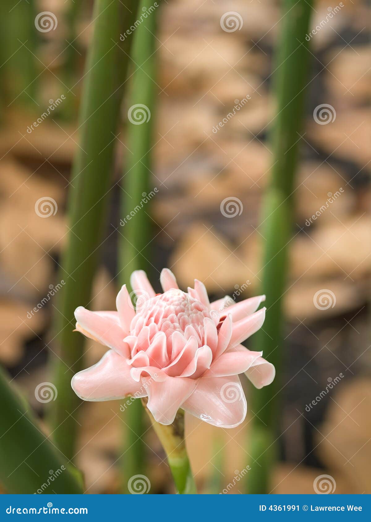 Pink Ginger Scientific Name: Alpinia Purpurata `Eileen Macdonald Stock ...