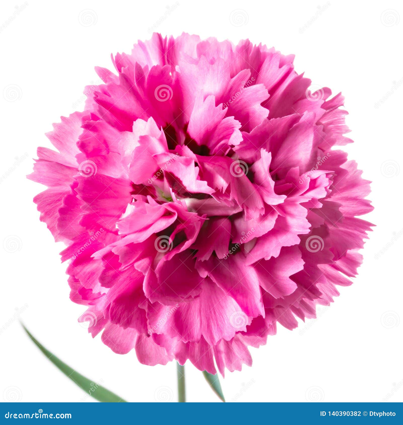 Single Pink Head Carnation Flower Isolated on a White. Stock Photo ...