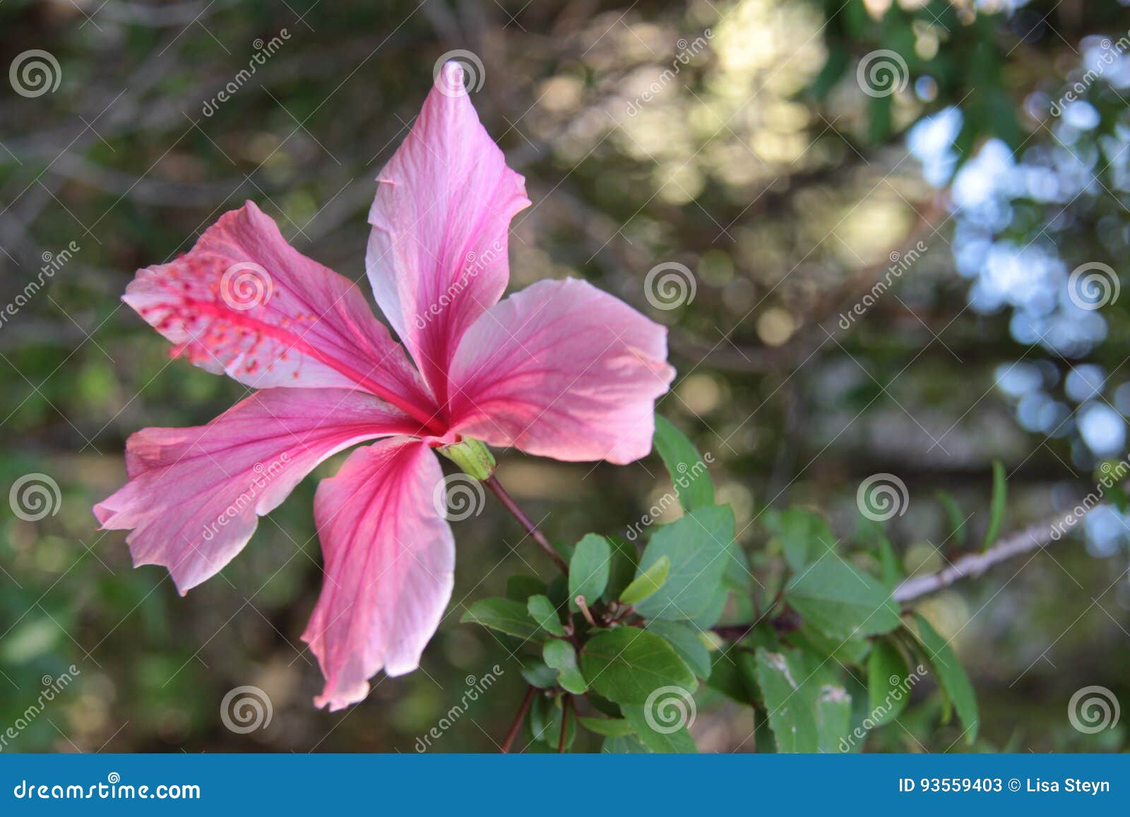 Single Pink Hibiscus Flower Stock Image - Image of beautiful, bunch ...