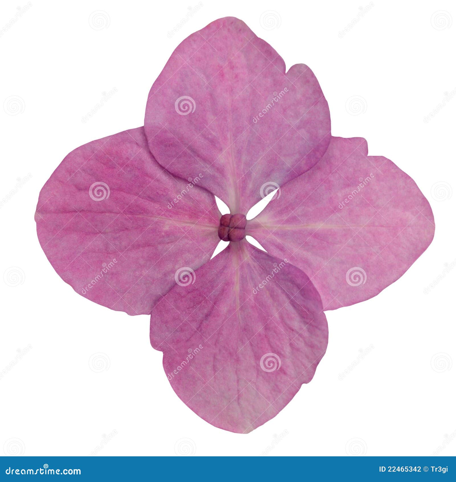 Single Pink Hydrangea Flower Isolated Stock Photo - Image of clean ...