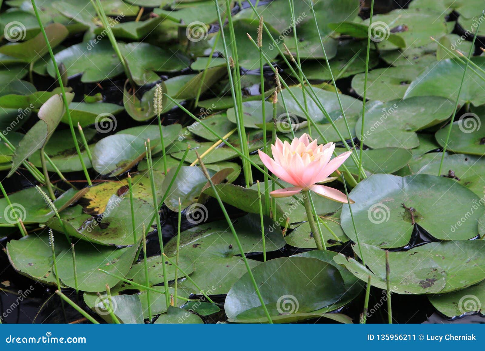 Lotus stock image. Image of plant, nature, water, leaf - 135956211