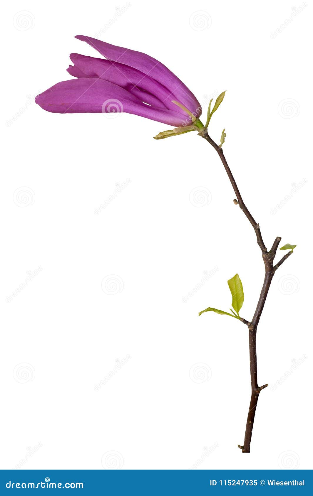 Single Pink Magnolia Flower. Stock Image - Image of delicate, single ...