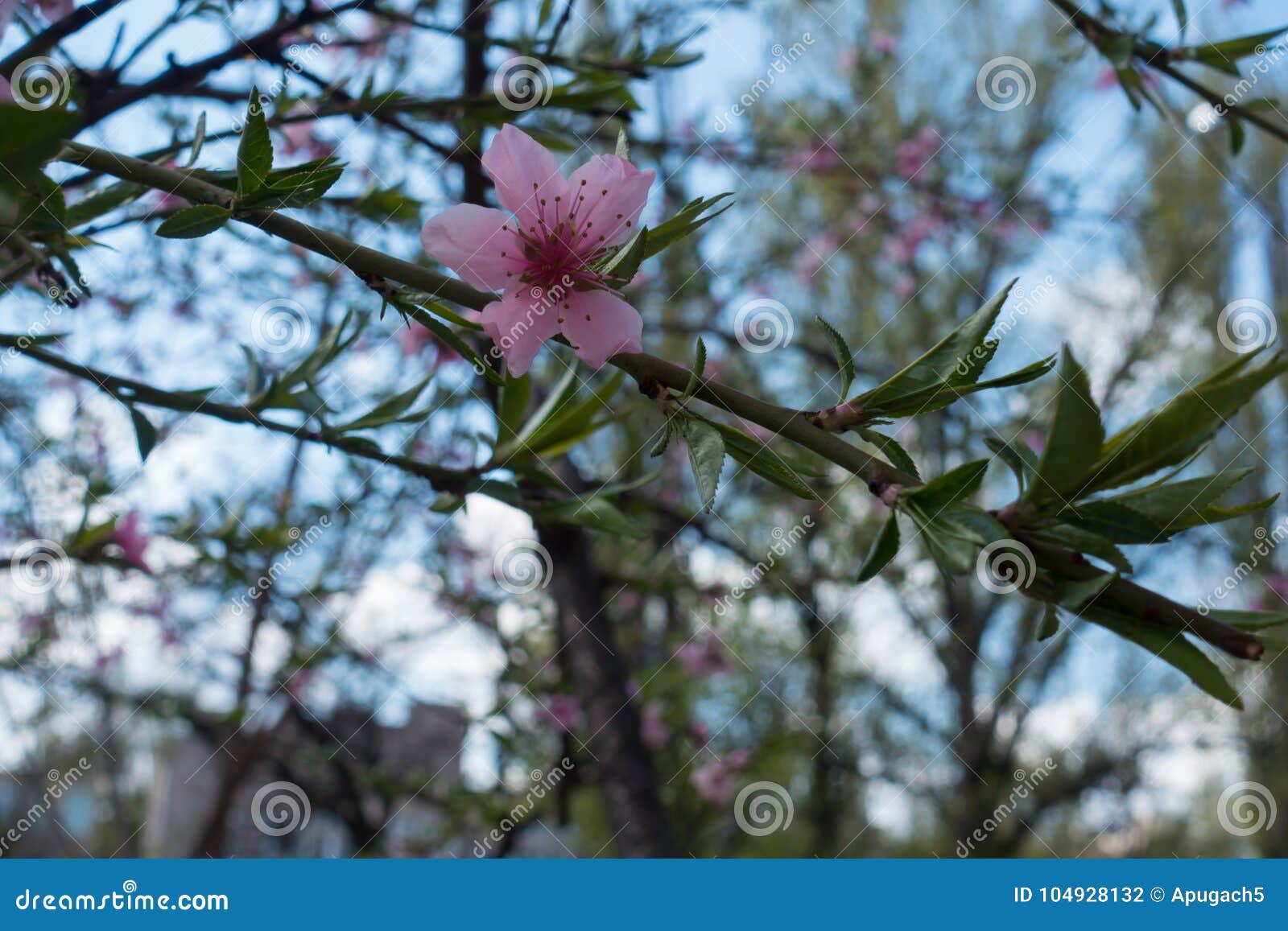 Single Pink Peach Flower in Spring Stock Photo - Image of flora, pistil ...