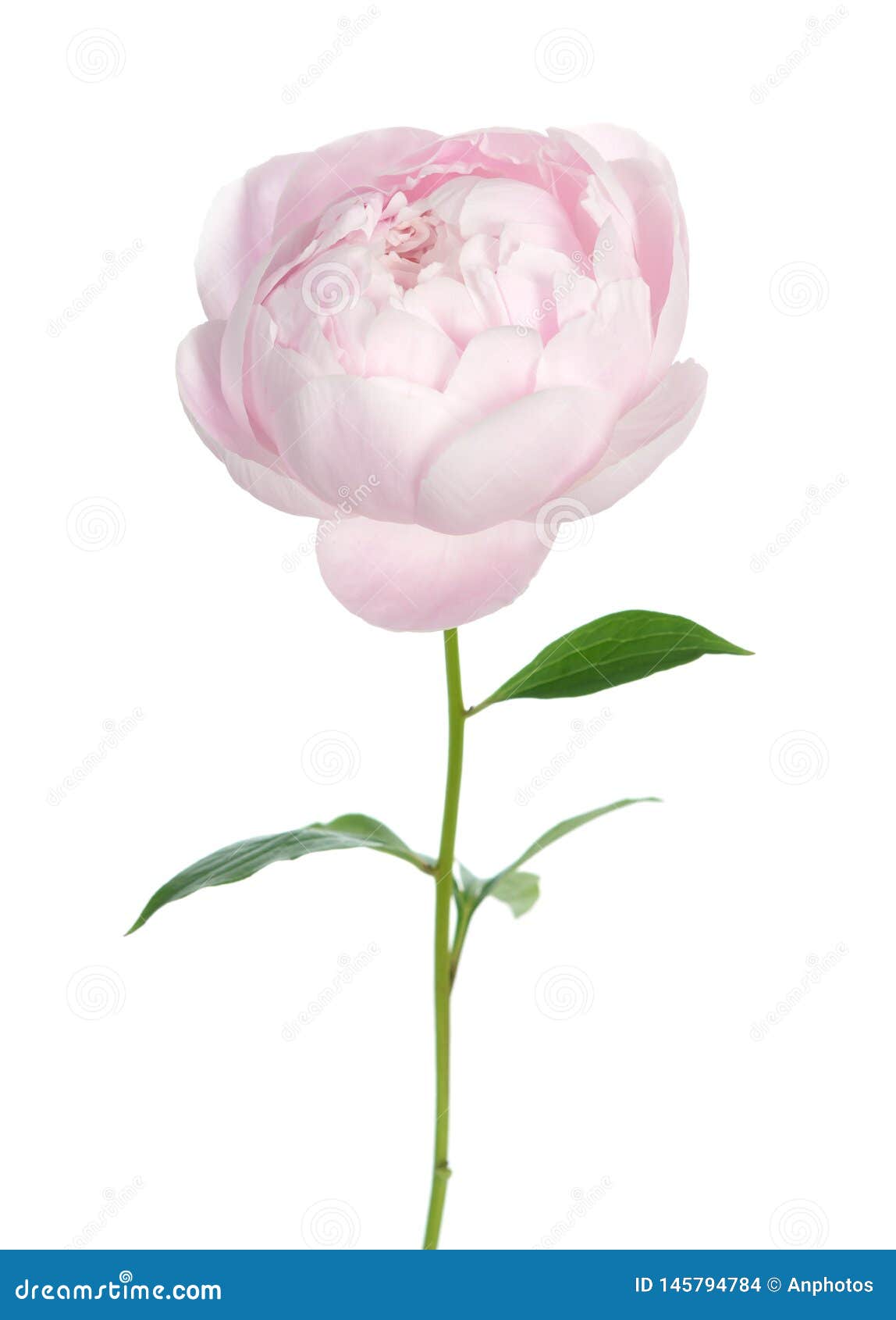 Single pink peony stock photo. Image of floral, bloom - 145794784