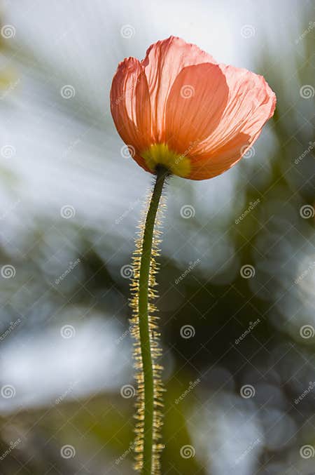Single Pink Poppy stock photo. Image of poppy, outdoors - 3271156
