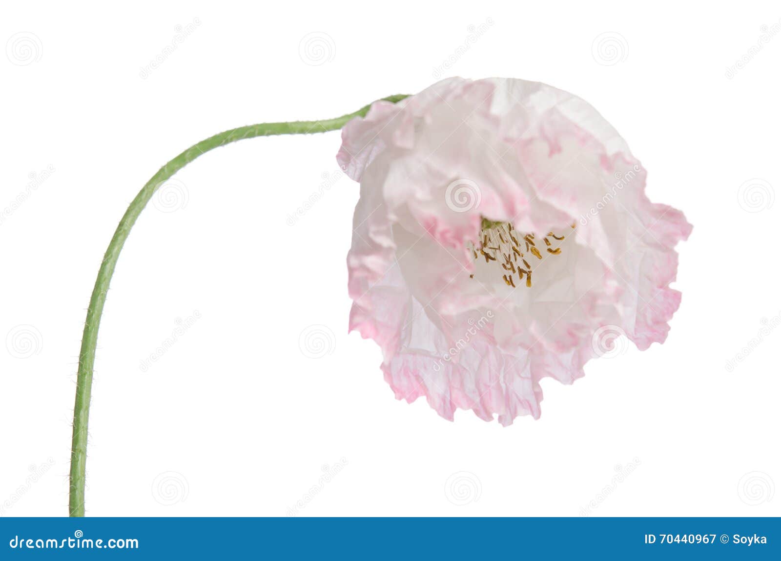 Single pink poppy stock image. Image of closeup, flora - 70440967