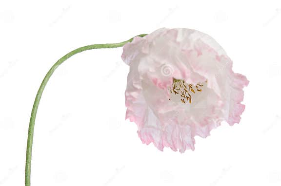 Single pink poppy stock image. Image of closeup, flora - 70440967