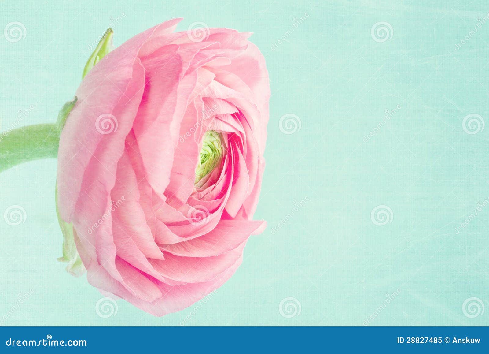 Single Pink Ranunculus on Light Blue Background Stock Image - Image of ...