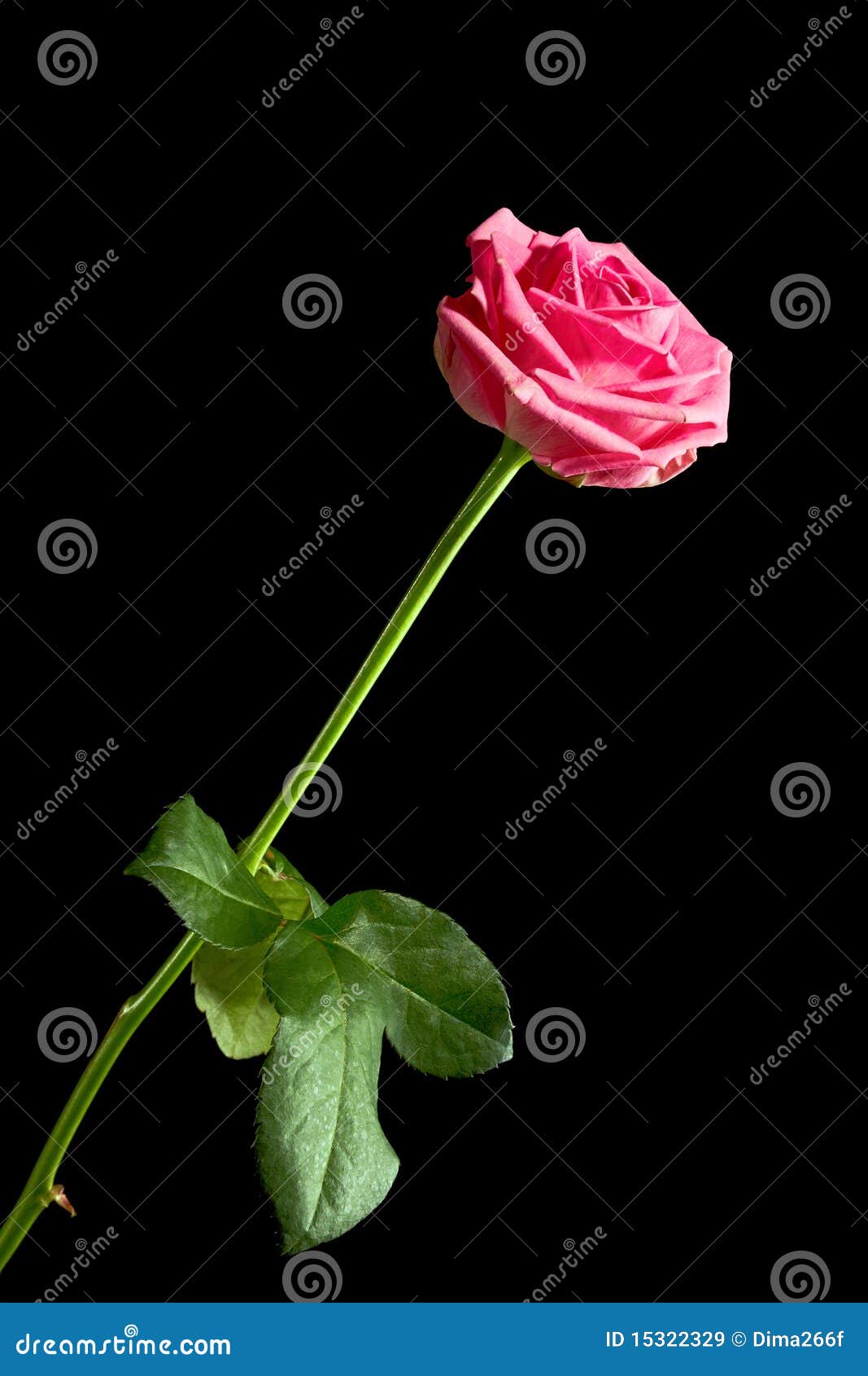 Single pink rose stock image. Image of white, studio - 15322329