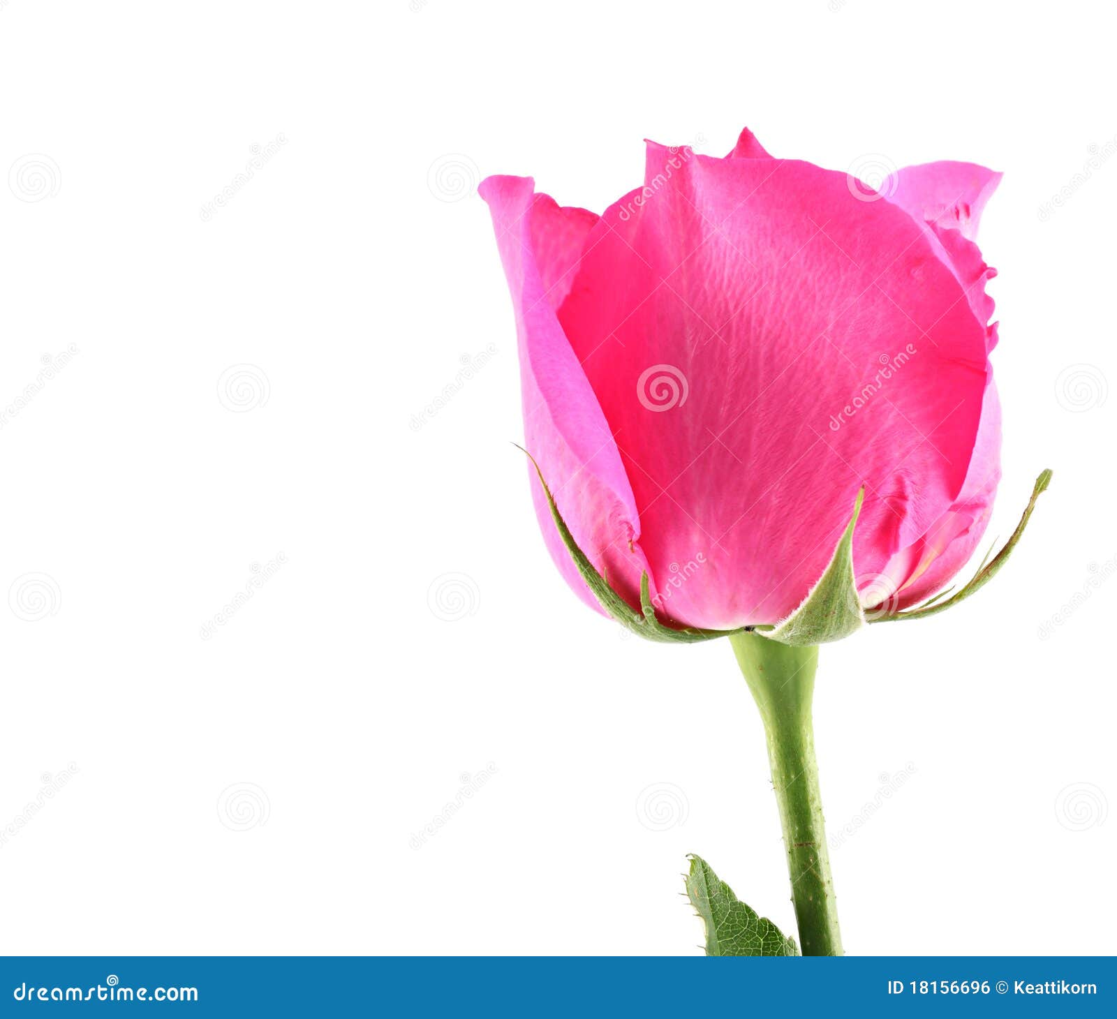 Single Pink Rose Petal