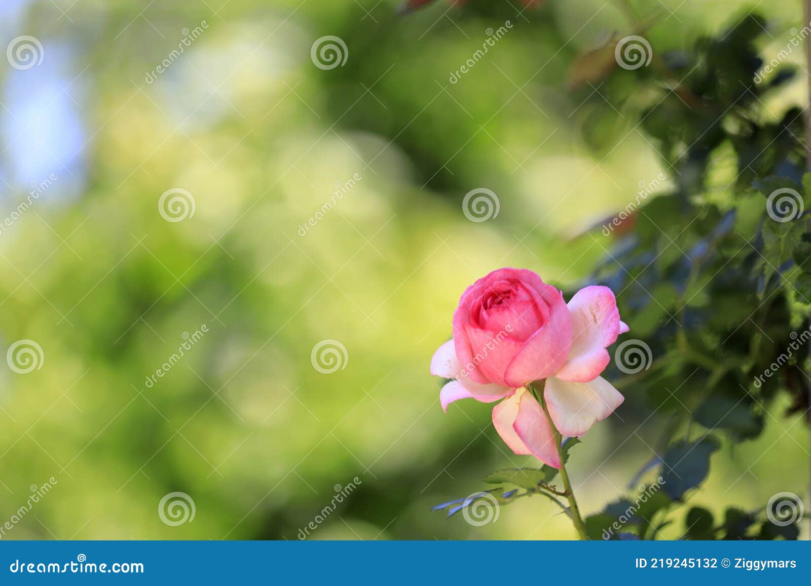 Single pink rose stock photo. Image of flower, summer - 219245132