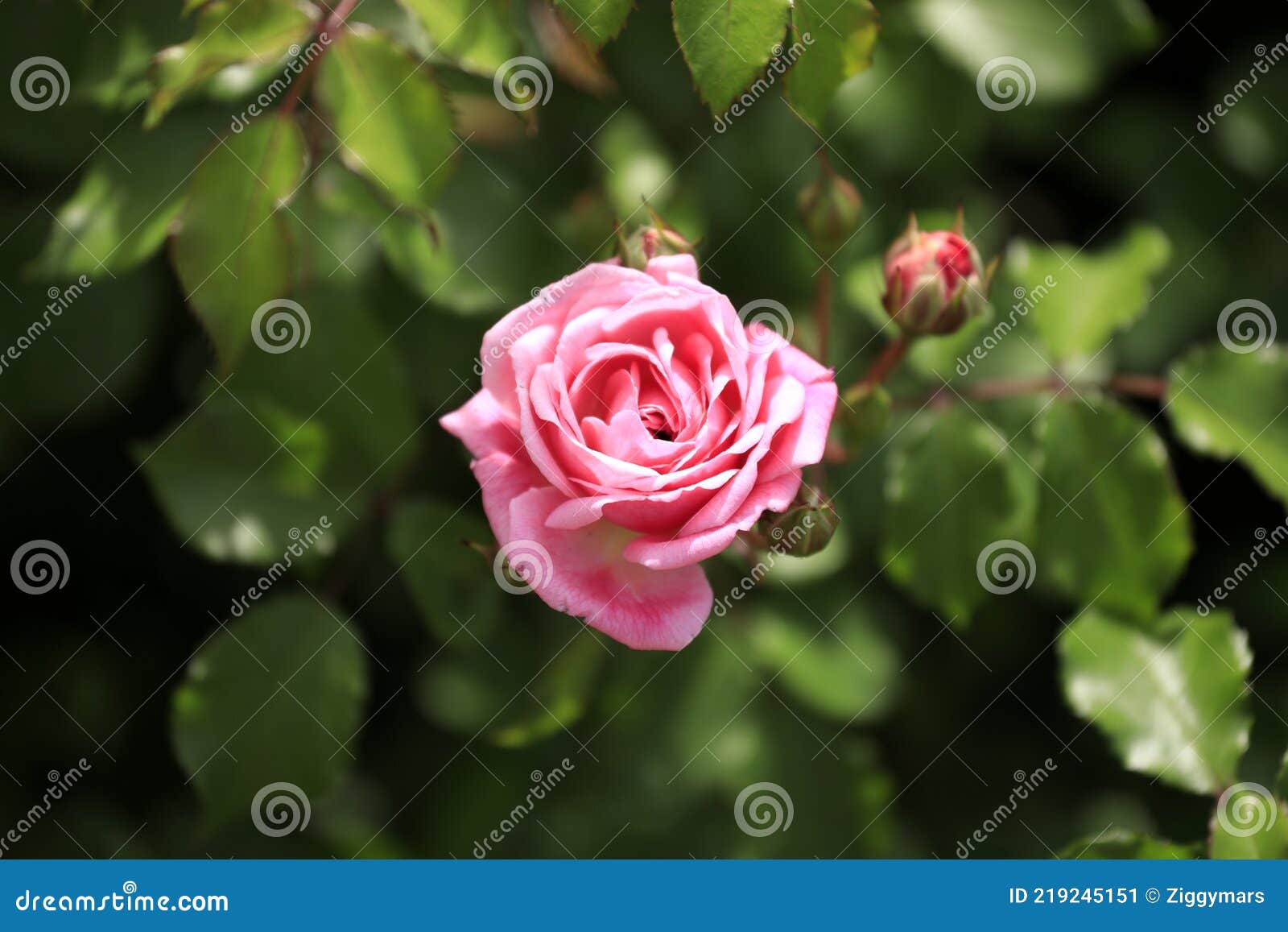 Single pink rose stock image. Image of outside, nature - 219245151