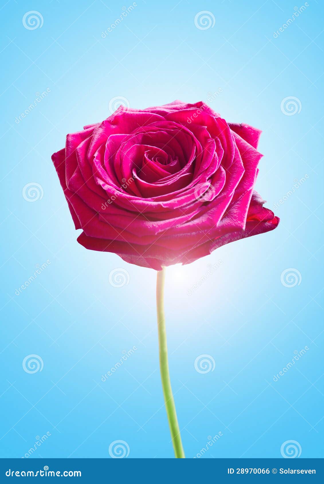 Single Pink Rose stock photo. Image of background, rosebud - 28970066