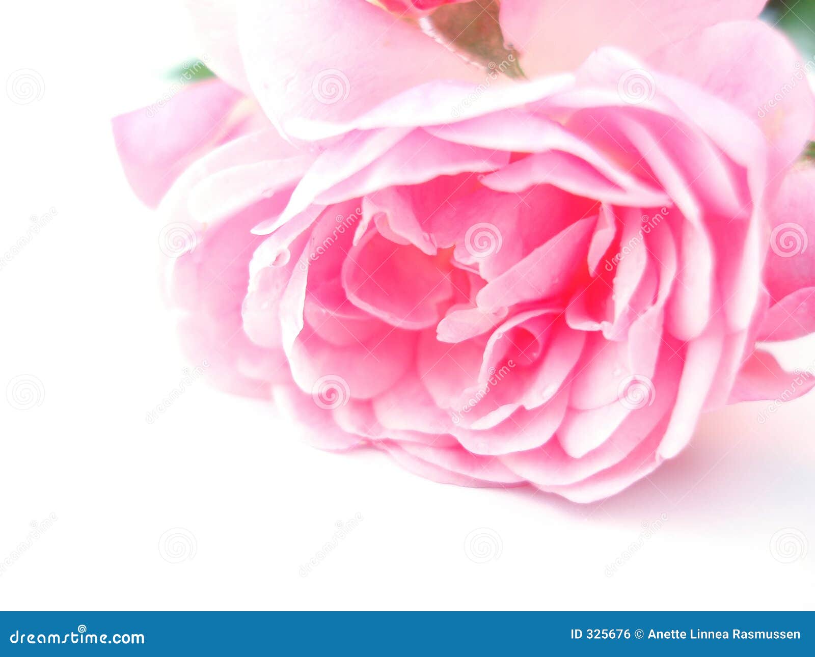 Single pink rose stock photo. Image of park, natural, flower - 325676