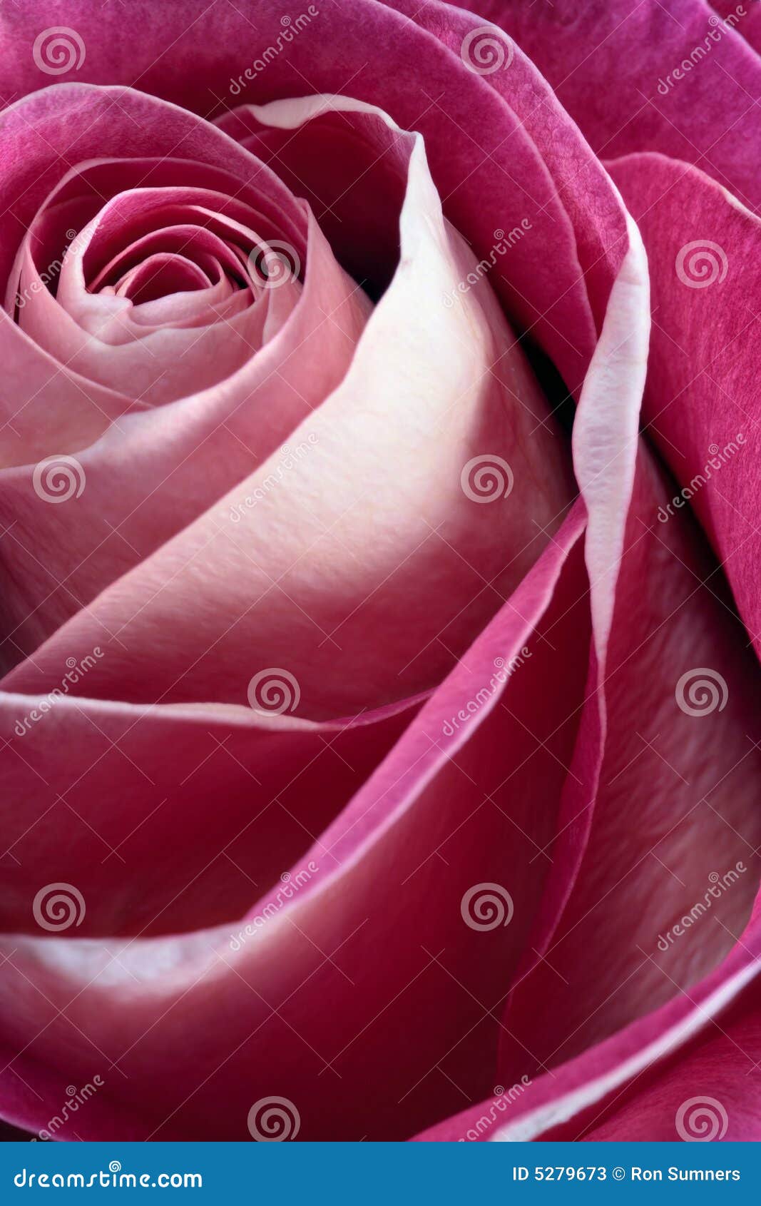 Single pink rose stock image. Image of dark, abstract - 5279673