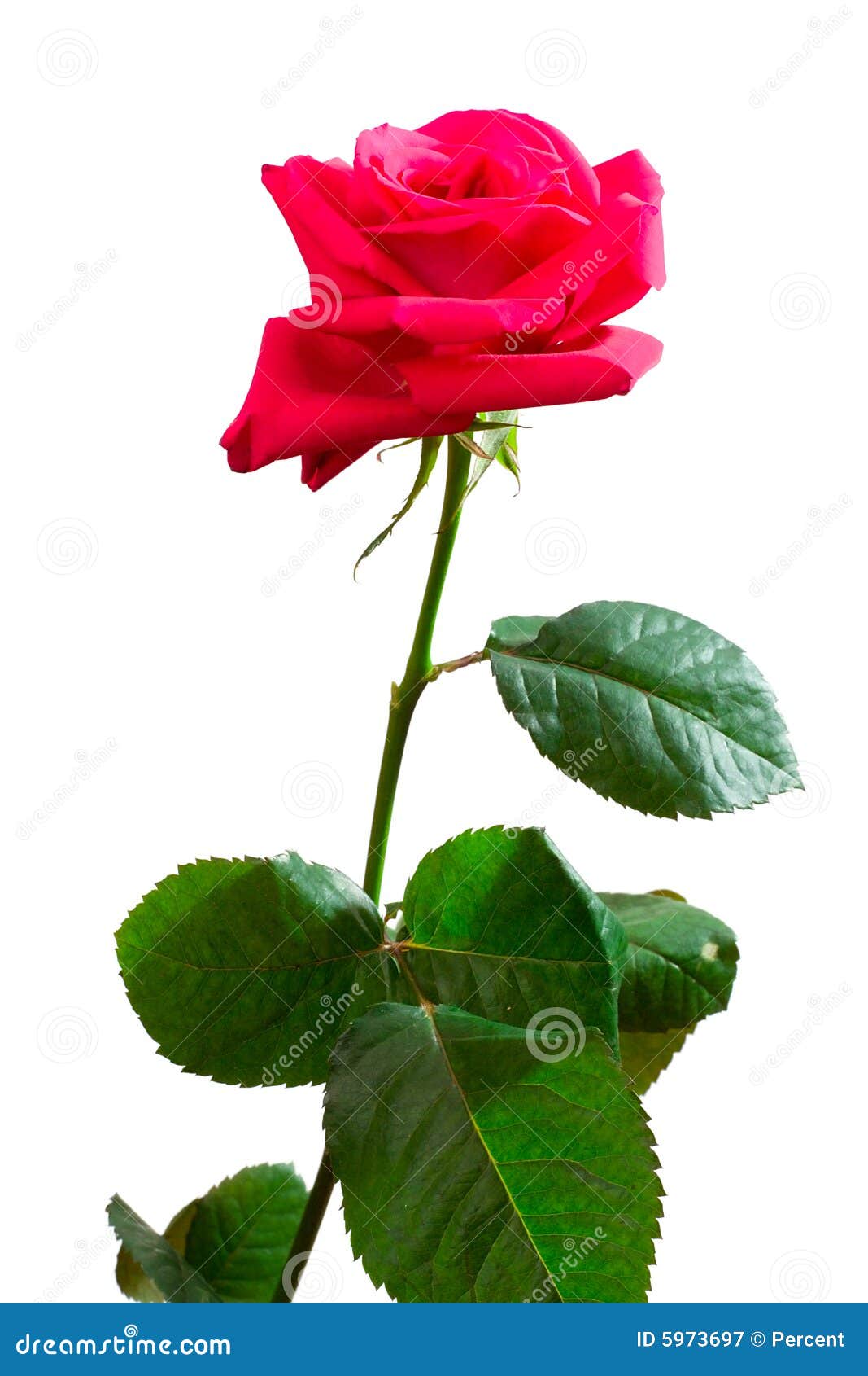 Single pink rose stock image. Image of gift, green, special - 5973697