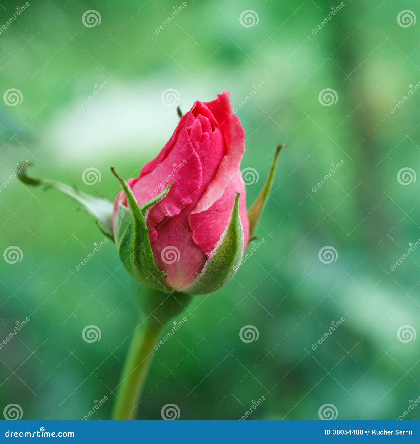 Single Pink Rose stock photo. Image of elegance, romance - 38054408