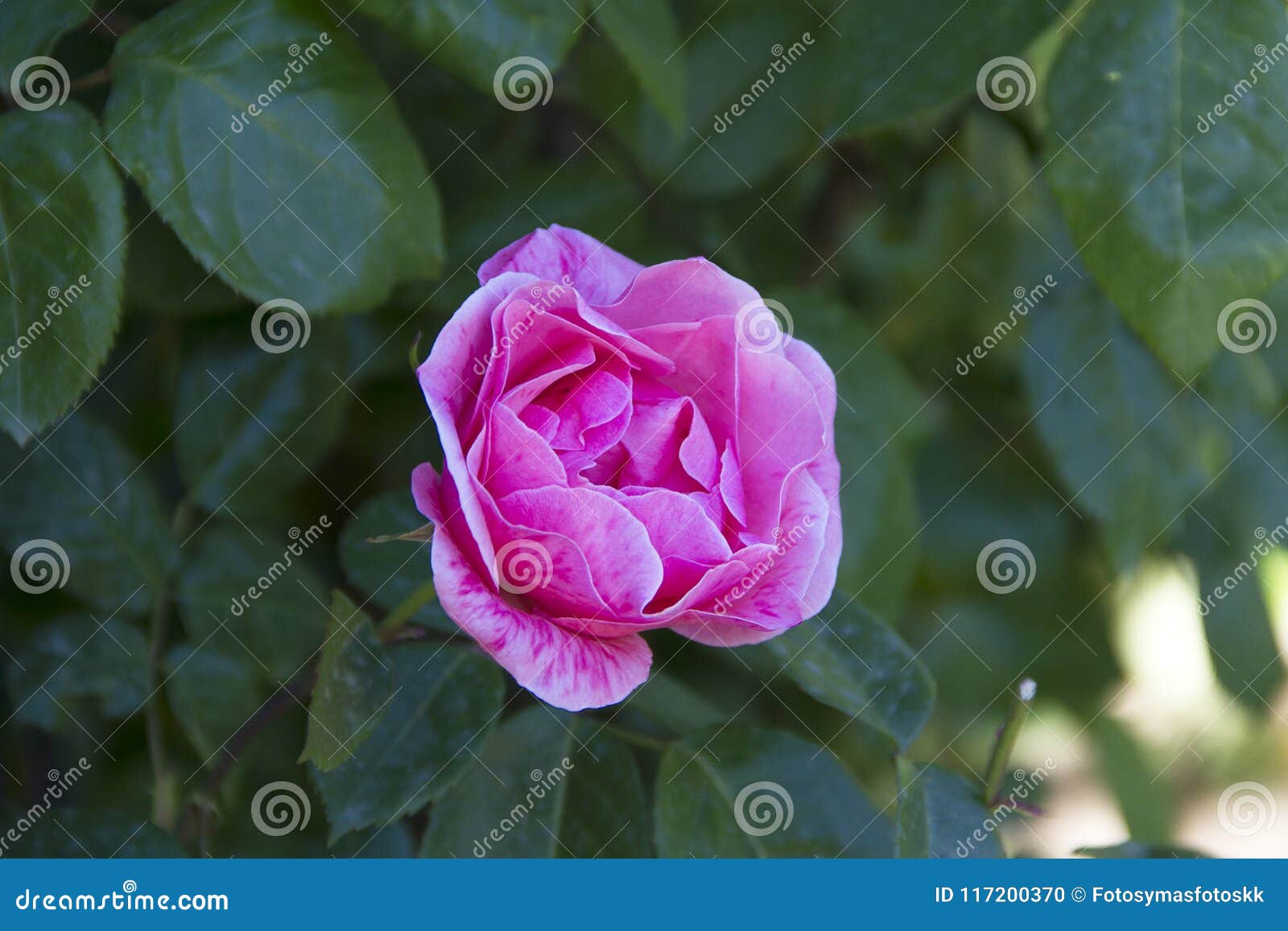 A single pink rose stock photo. Image of pink, flower - 117200370