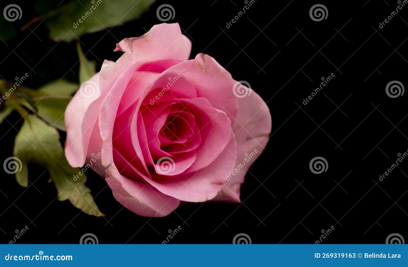 Single Pink Rose on a Black Background Stock Image - Image of black ...