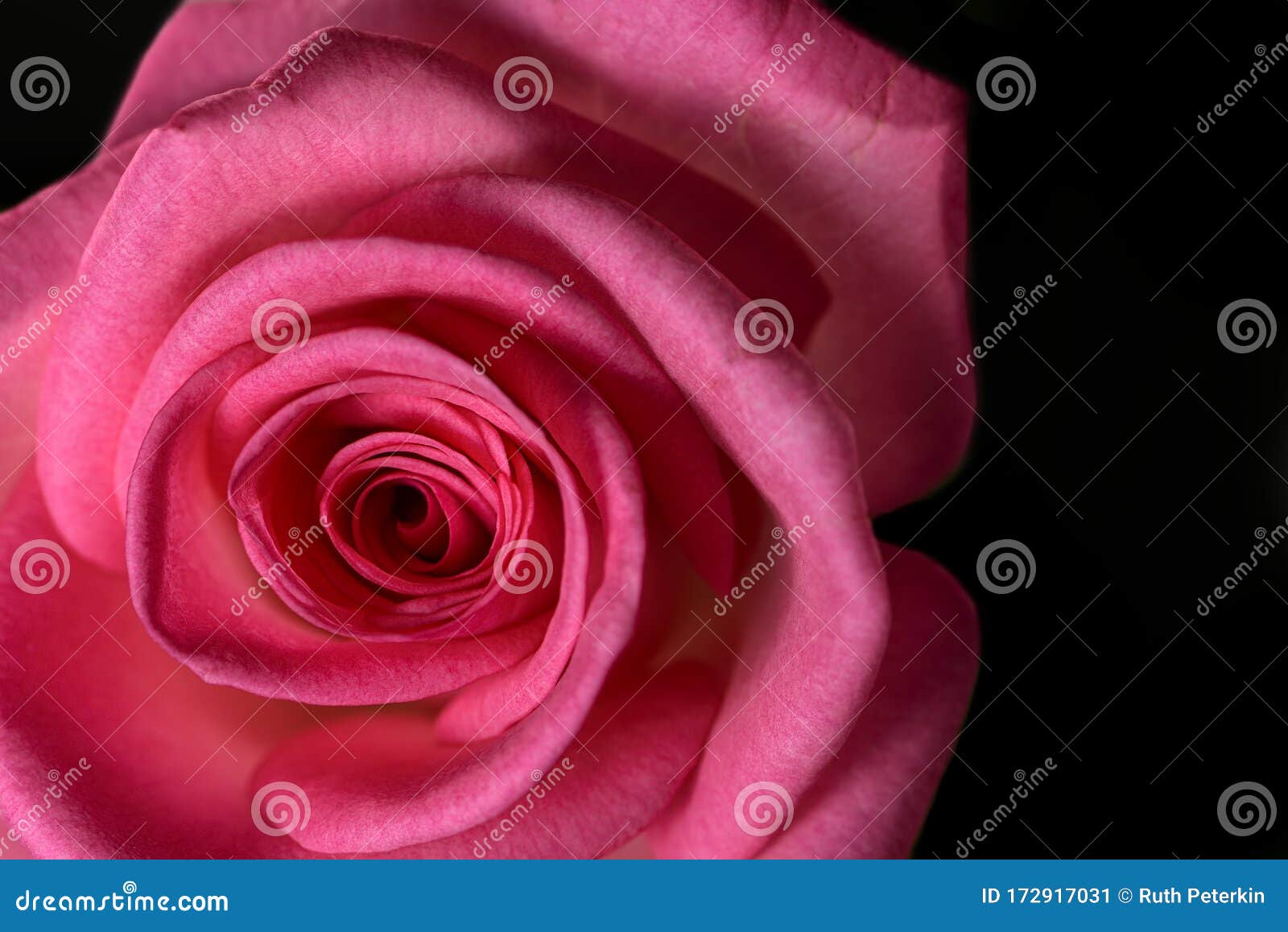 Single Pink Rose on Black Background Stock Image - Image of beautiful ...
