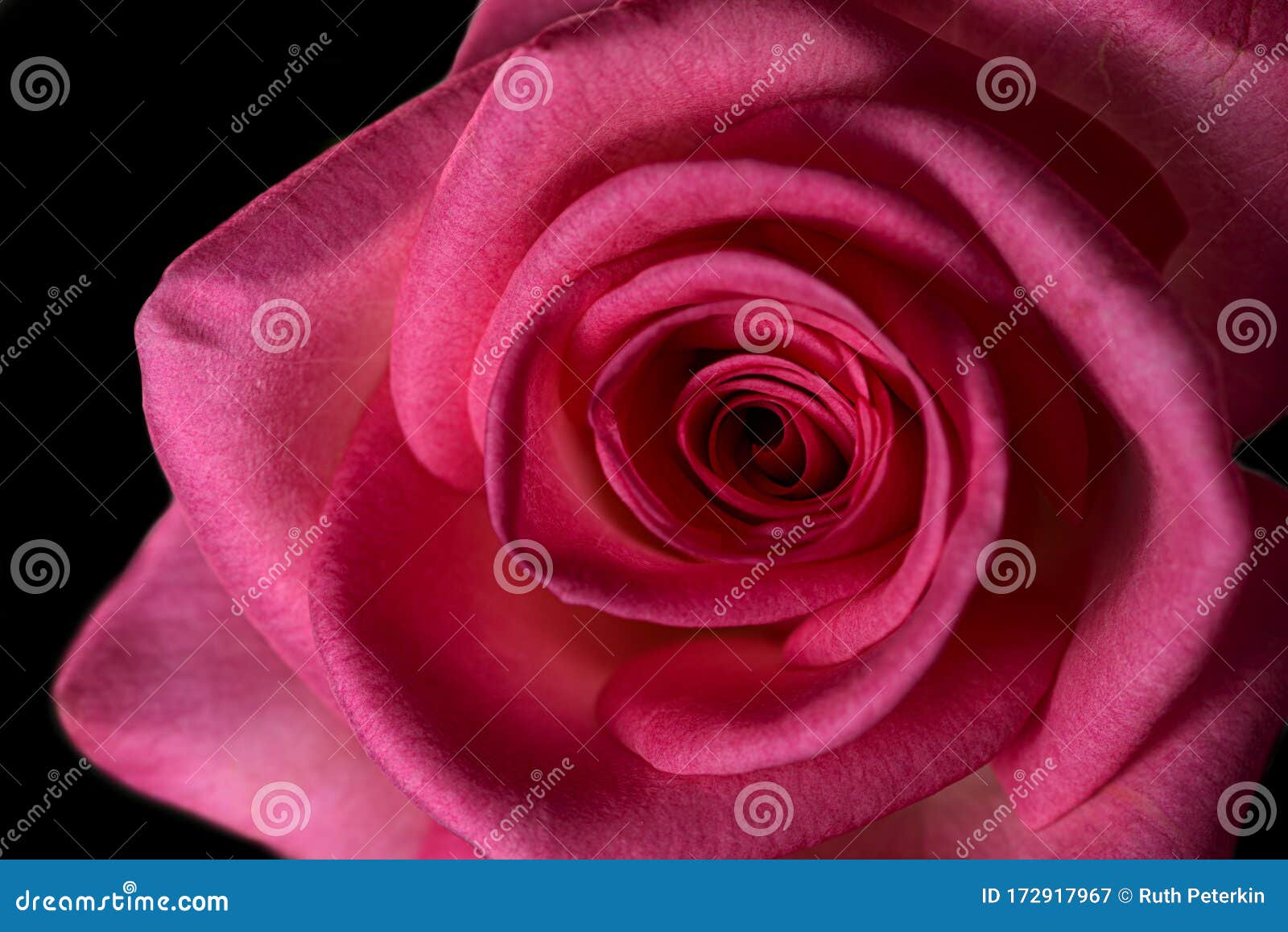 Single Pink Rose on Black Background Stock Image - Image of plant ...