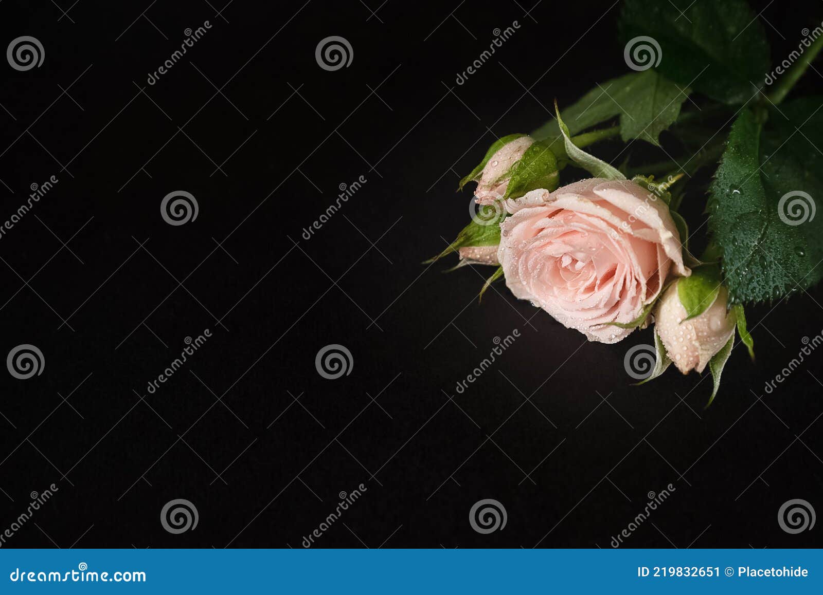 Single Pink Rose on Black Background Stock Image - Image of single ...