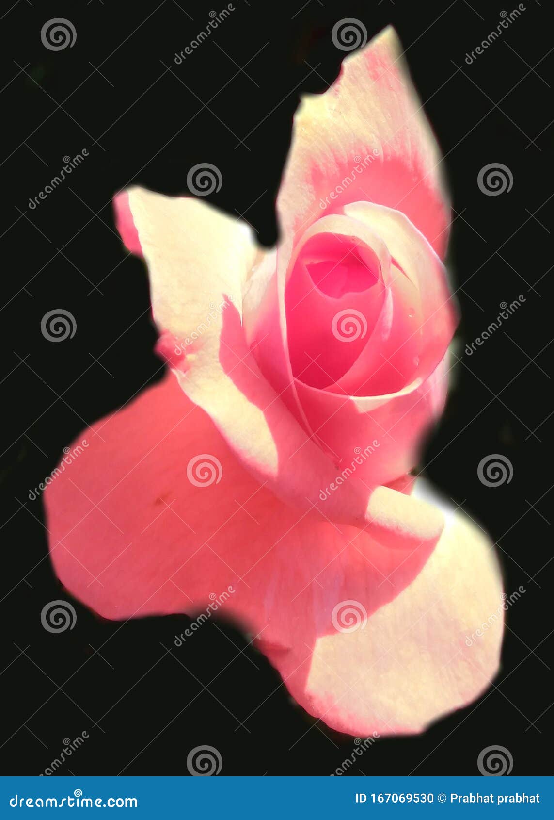 Single Pink Rose Black Background . Stock Photo - Image of color, bokeh ...