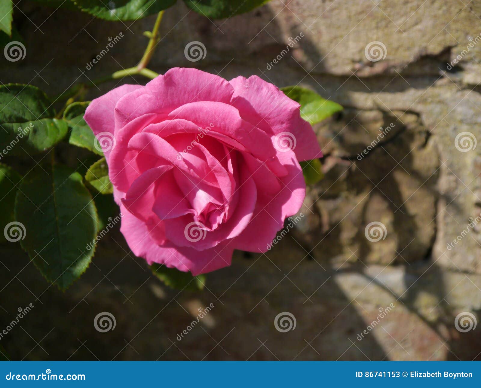 Single pink rose stock image. Image of nature, gardening - 86741153