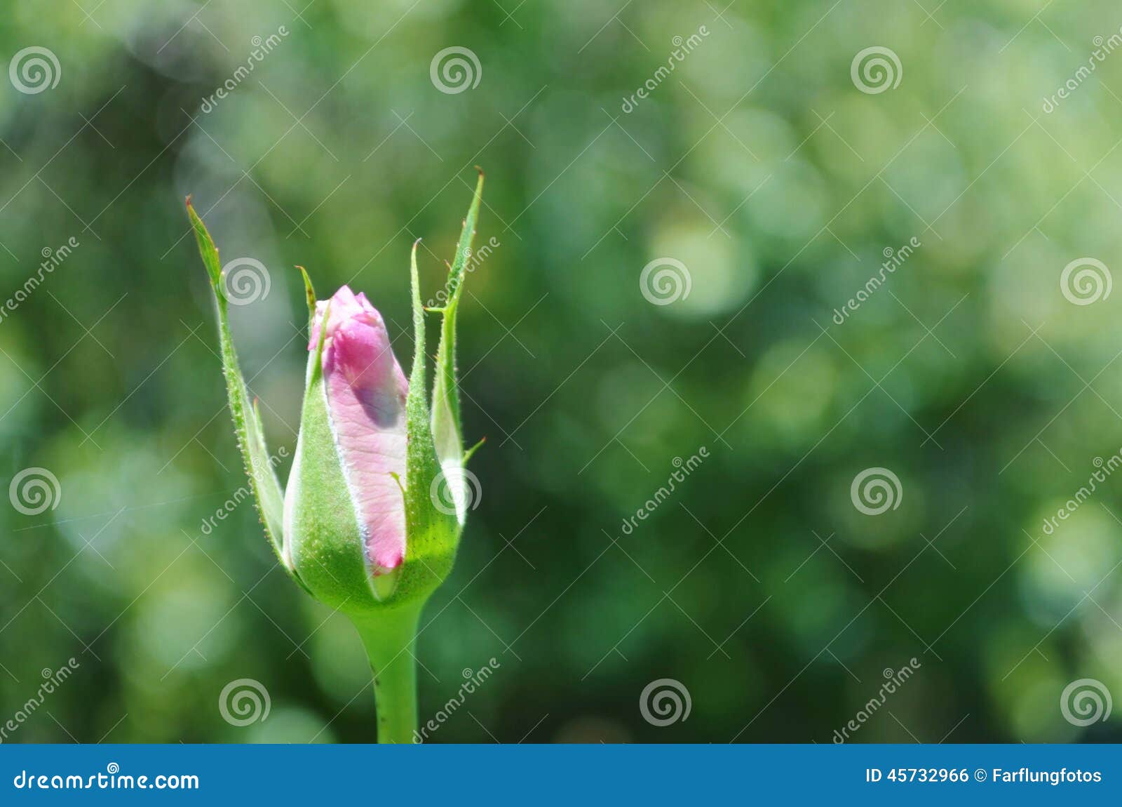 Single pink rose bud. stock photo. Image of garden, bloom - 45732966