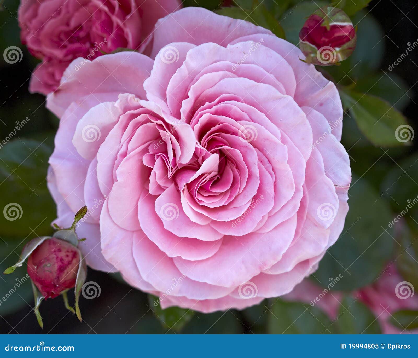 Single pink rose closeup stock image. Image of beautiful - 19994805