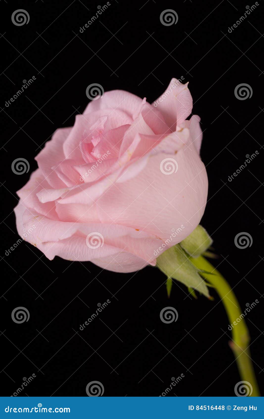 Single pink rose stock photo. Image of details, romantic - 84516448