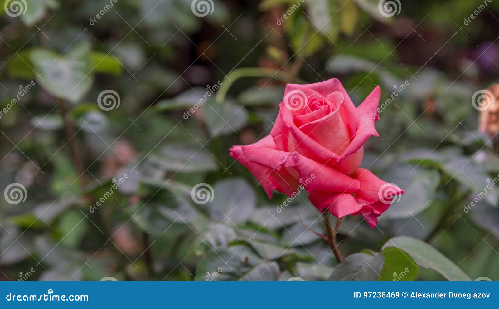 Single pink rose closeup stock image. Image of anniversary - 97238469