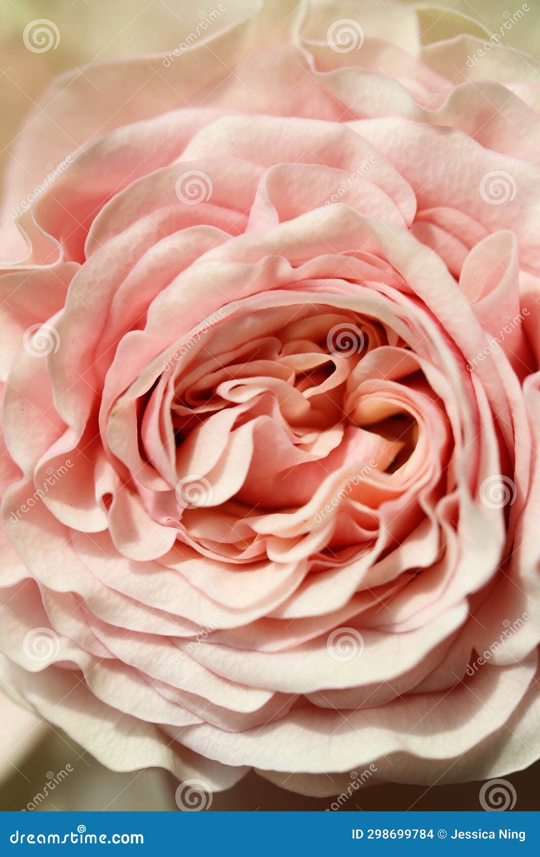 Pink rose flower closeup stock photo. Image of macro - 298699784