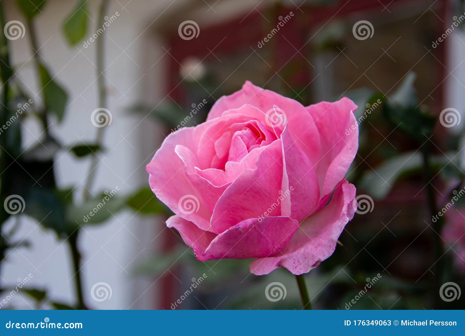 A Single Pink Rose Flower is in Focus Stock Image - Image of detail ...