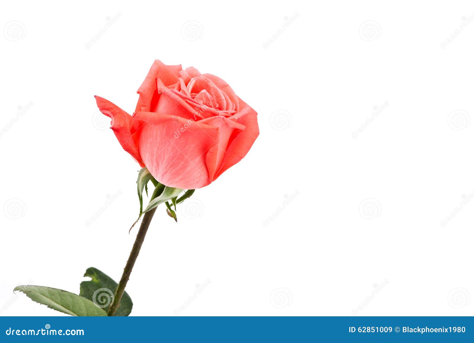 Single Pink Rose Flower Isolate Stock Image - Image of single, rose ...