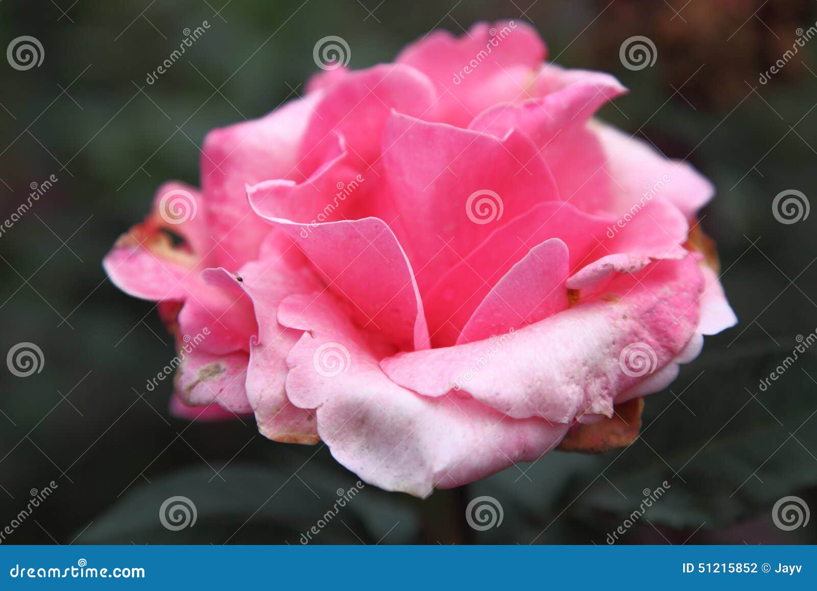Single Pink Rose flower. stock photo. Image of leaves - 51215852