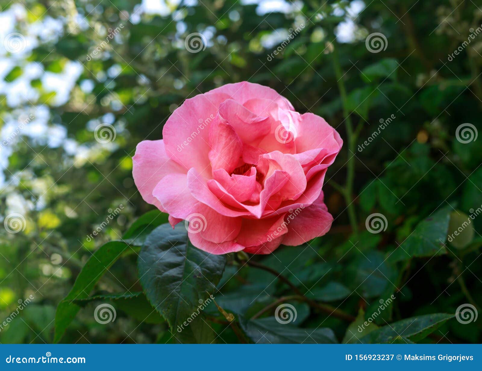 Single Pink Rose Flower in Summer Garden Stock Image - Image of flora ...