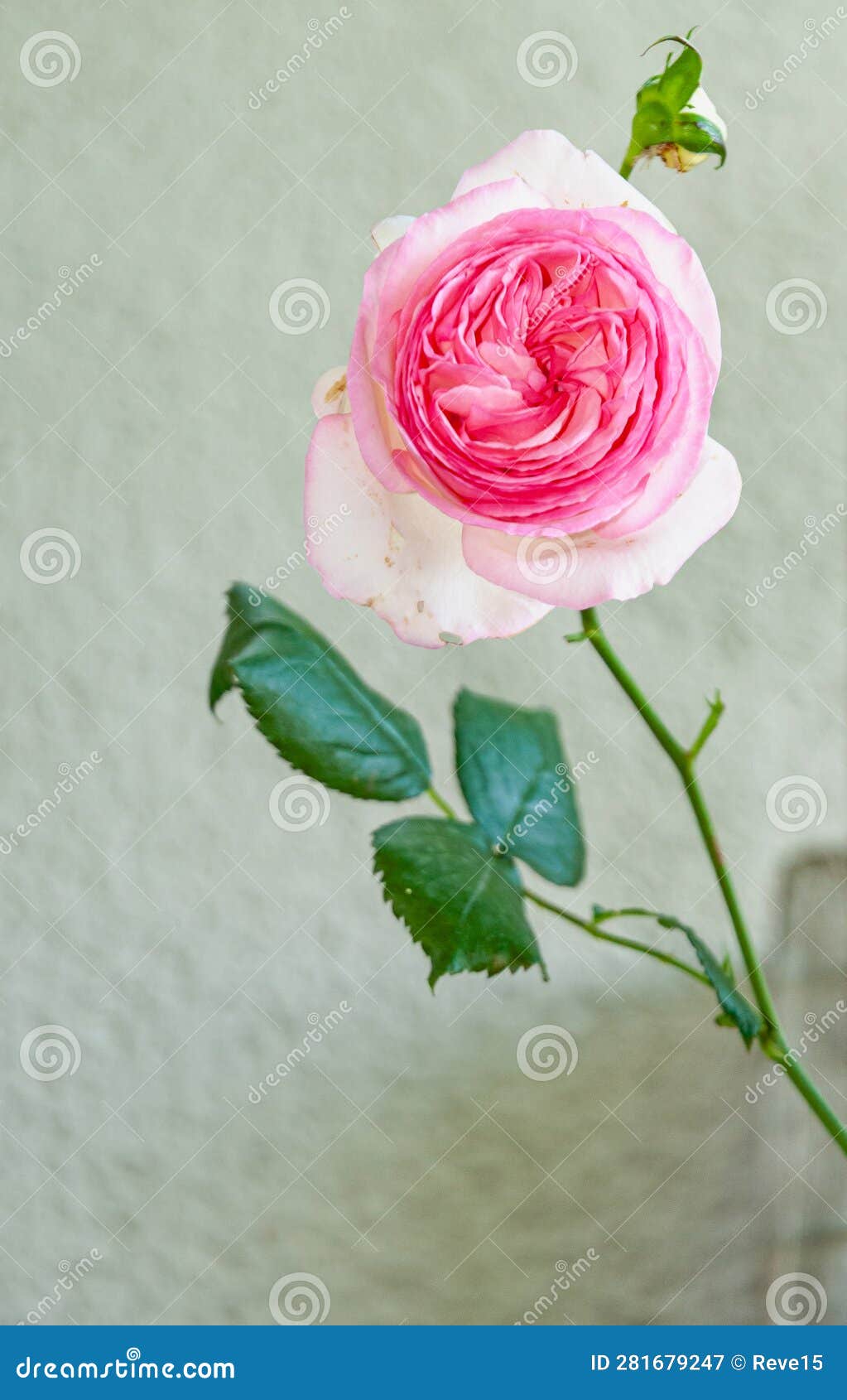 Single, Pink Rose, in Full Bloom Stock Image - Image of fragrent, front ...