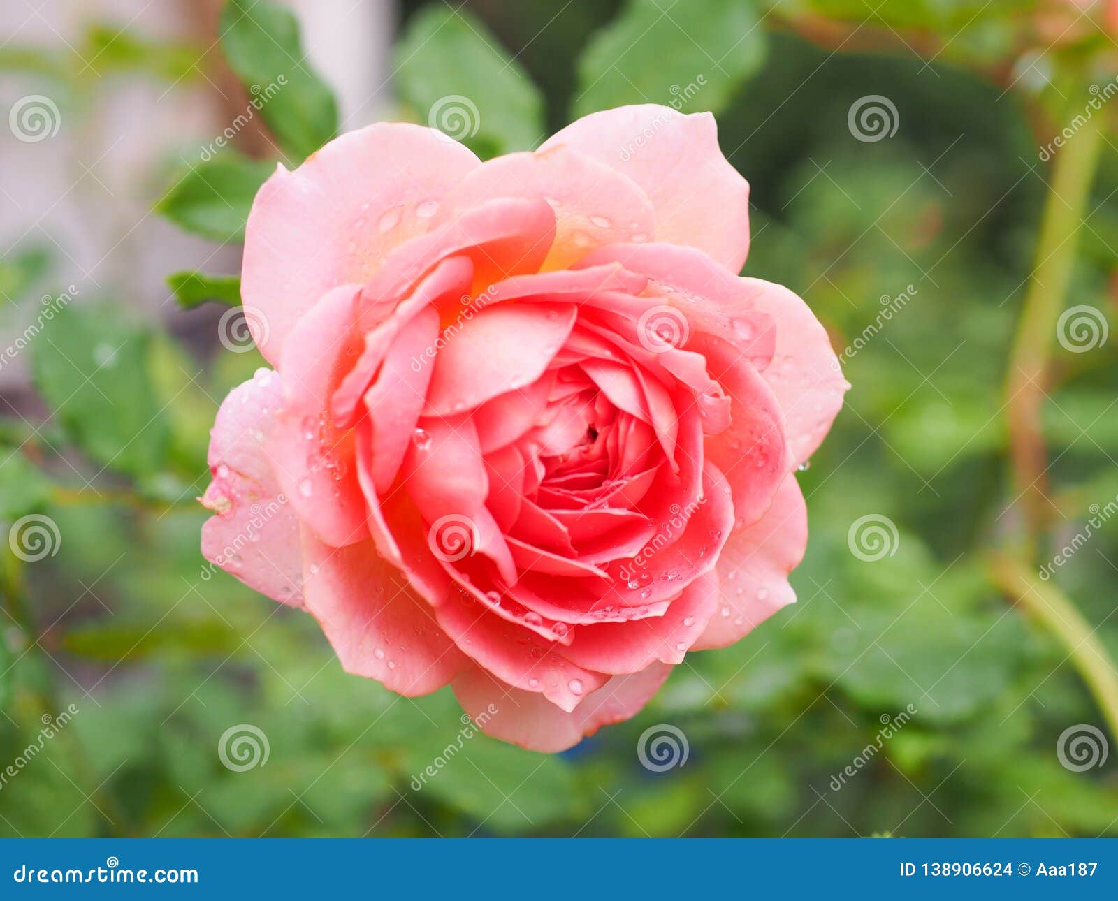 Single Pink Rose in the Garden Stock Photo - Image of white, beautiful ...