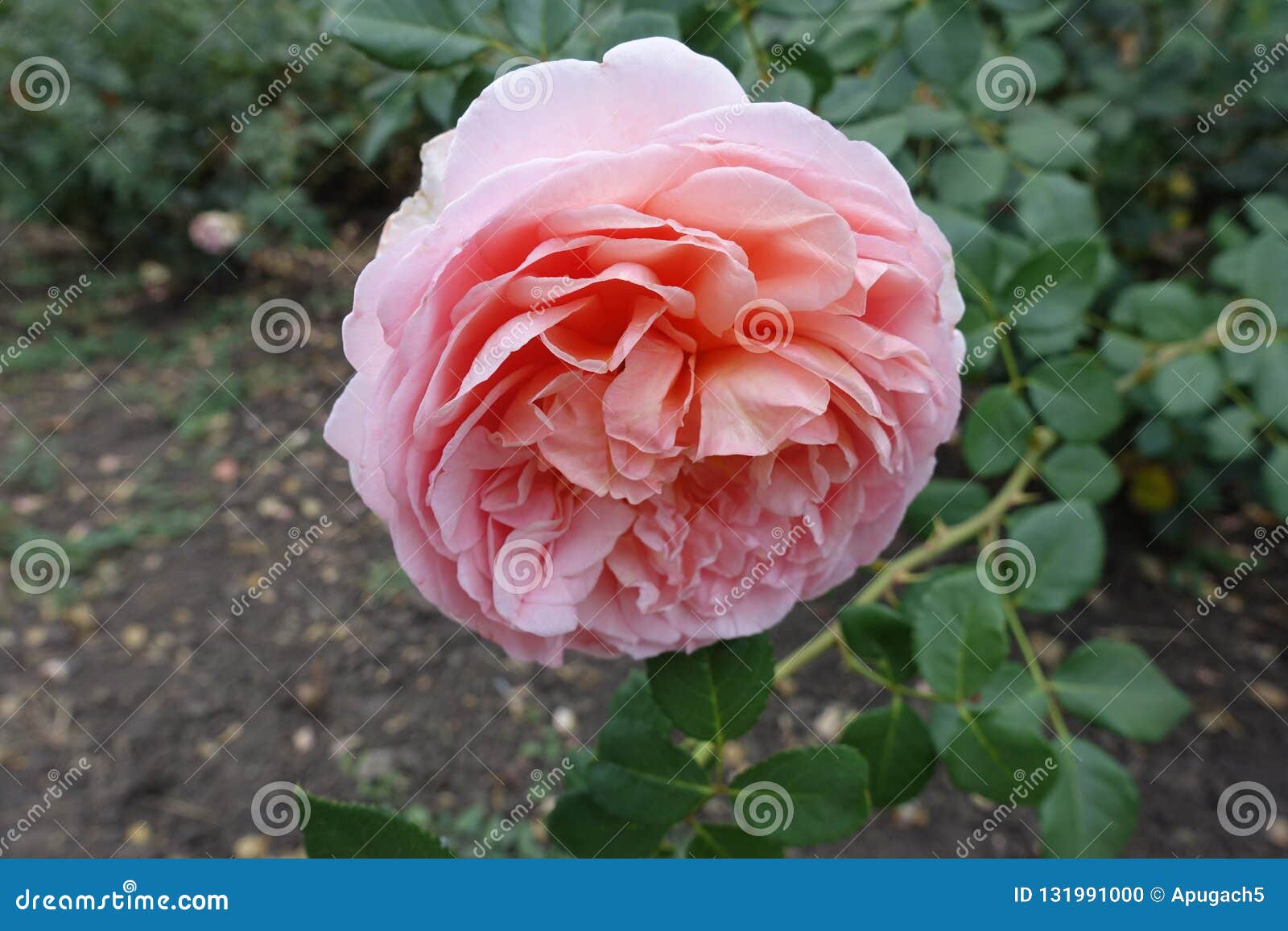 Single Pink Rose in the Garden Stock Photo - Image of branch, leaf ...