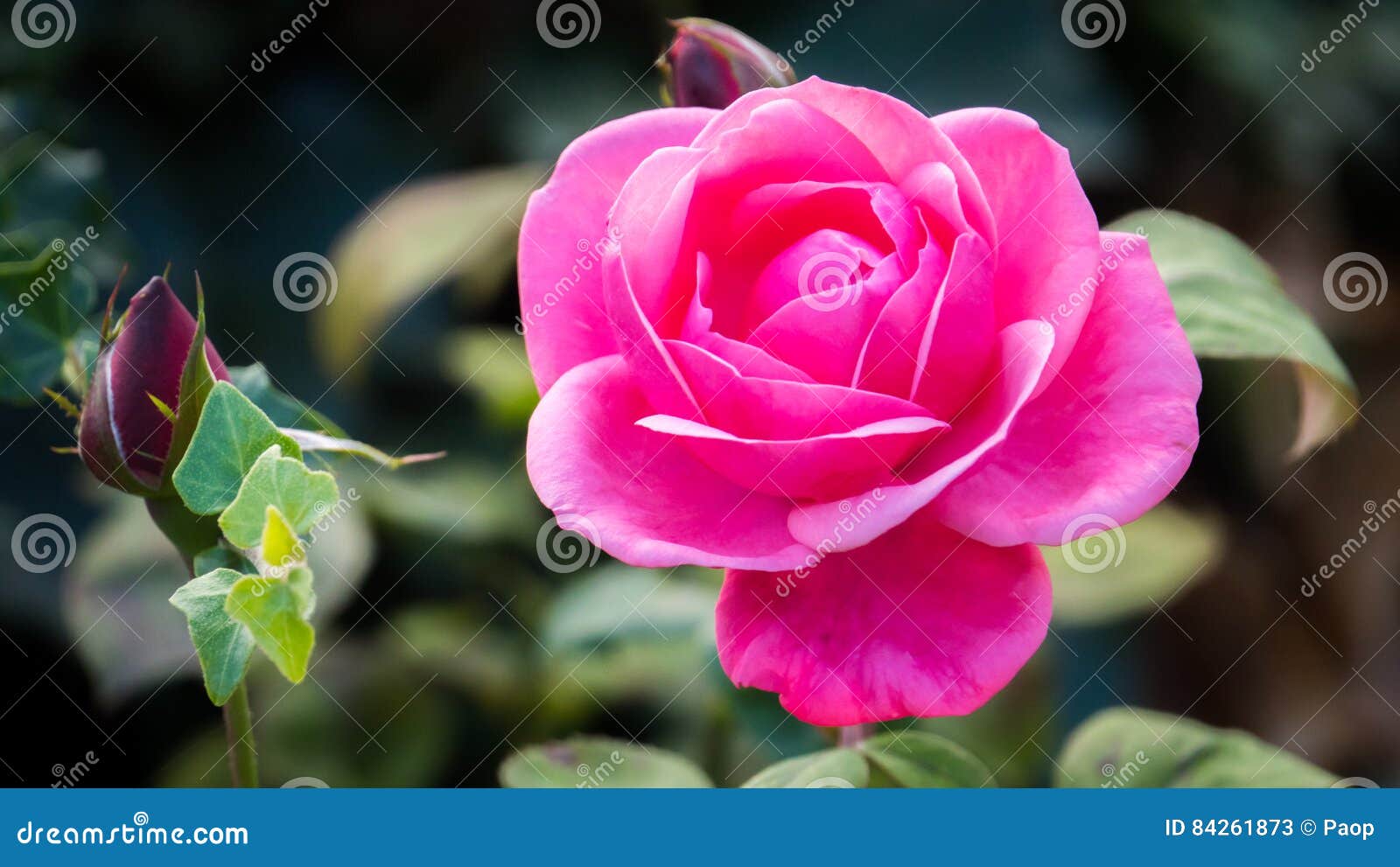 Single pink Rose stock image. Image of fresh, closeup - 84261873