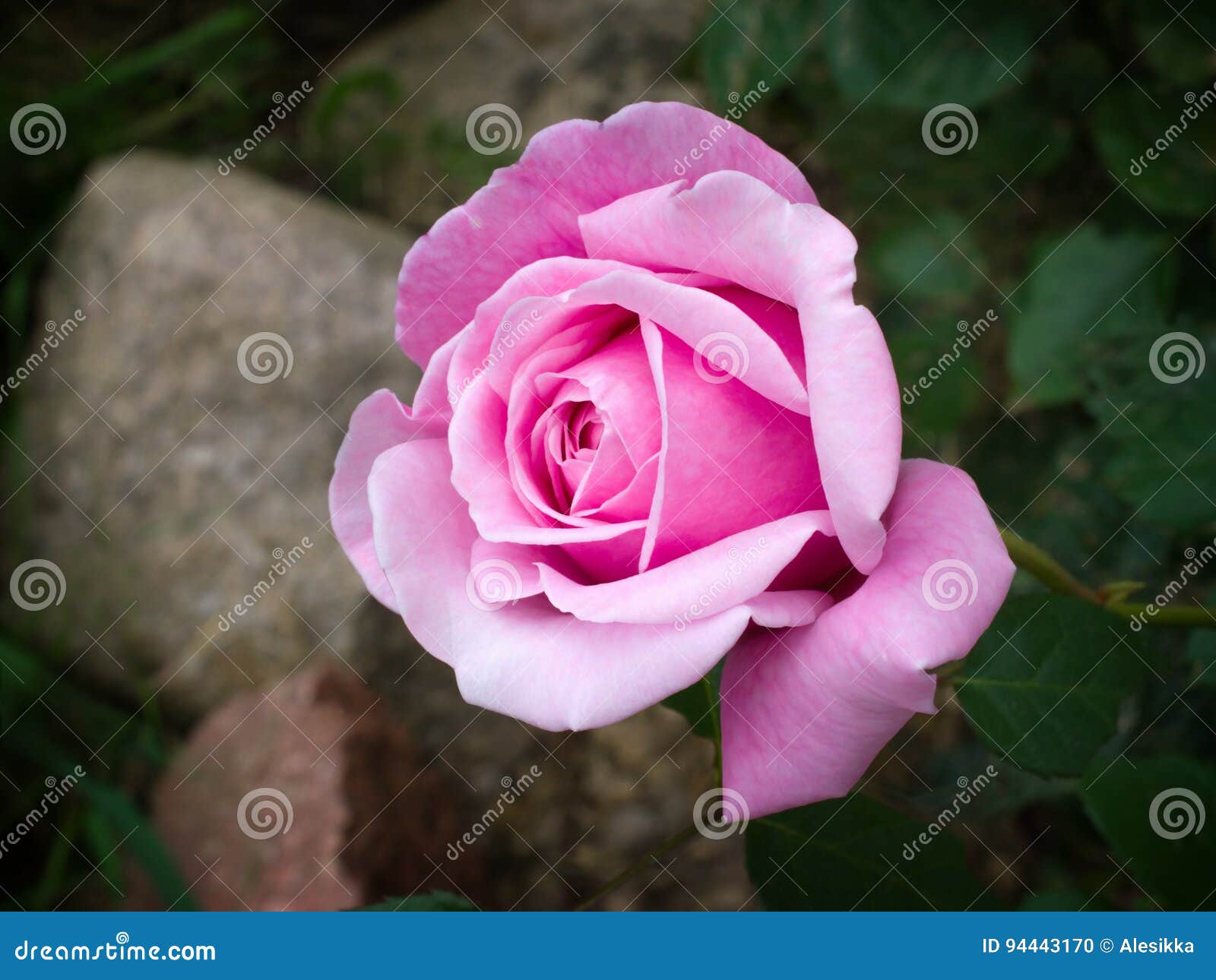 Single Pink Rose stock photo. Image of garden, outdoors - 94443170