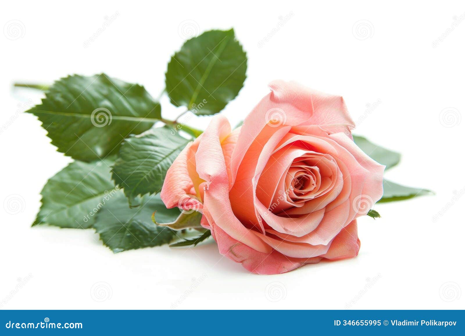 A Single Pink Rose with Green Leaves on a White Background Stock Image ...